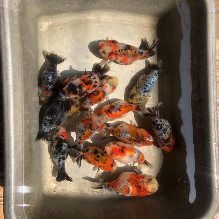 Jual Ikan Hias Mas Koki Ranchu Buffalo Lionchu Rancu Bufalo - XL ...