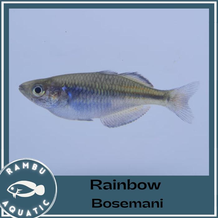 Jual Ikan Rainbow Bosemani 3cm - Jakarta Utara - RAMBU AQUATIC | Tokopedia