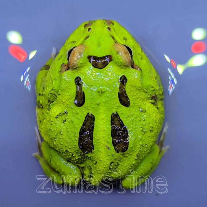 Jual kodok pacman frog all varian garansi D.O.A - Green 4 Spot - Kota ...