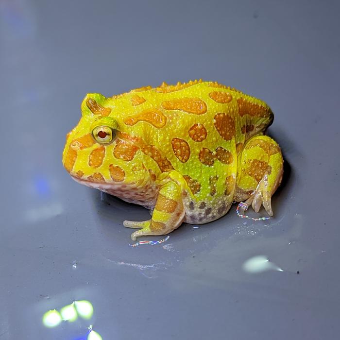 Jual kodok pacman frog all varian garansi D.O.A - GRADE B - Kota Bekasi ...