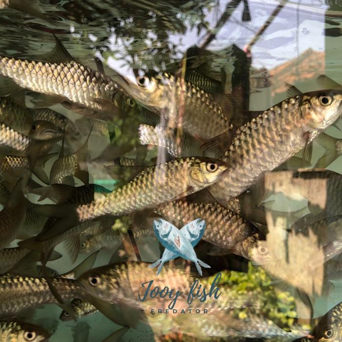 Jual mahseer tor tambra ORI / ikan mahser dewa garansi doa - tor tambra ...
