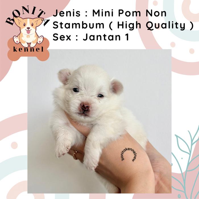 Jual Jual Anjing Mini Pom Pomeranian Anakan Anjing Mini Pom Non Stambum ...
