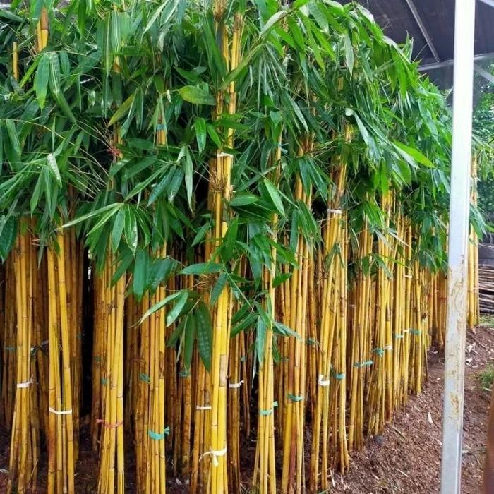 Jual BAMBU KUNING MINI/BAMBU KUNING PENANGKAL GAIB - Kuning panda, 1btg ...