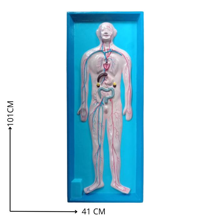 Jual Manekin Model Sirkulasi Darah Manusia-Alat Peraga Peredaran Darah ...