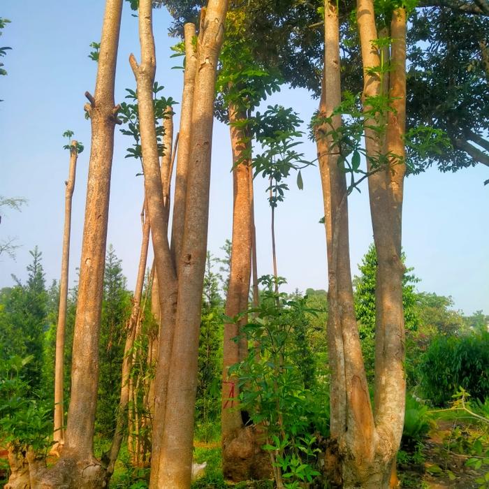 Jual pohon pule grouping batang putih | pohon pulai putih - Kab. Bogor ...