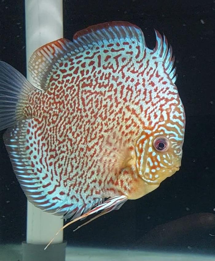 Jual discus leopard panthera 5 inch female / diskus leopard panthera 5 ...