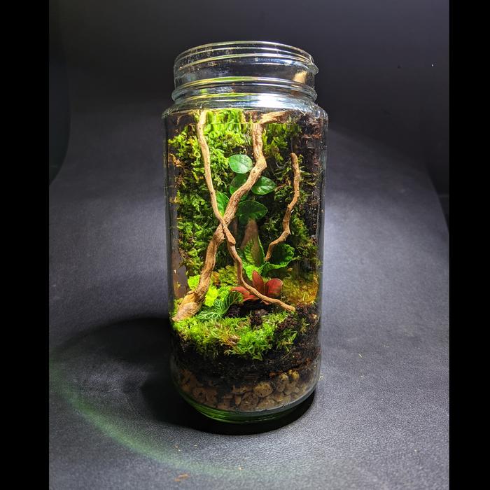 Jual TERRARIUM JAR KIT | TERRARIUM TOPLES KIT | PRAKTIK TUGAS SEKOLAH ...