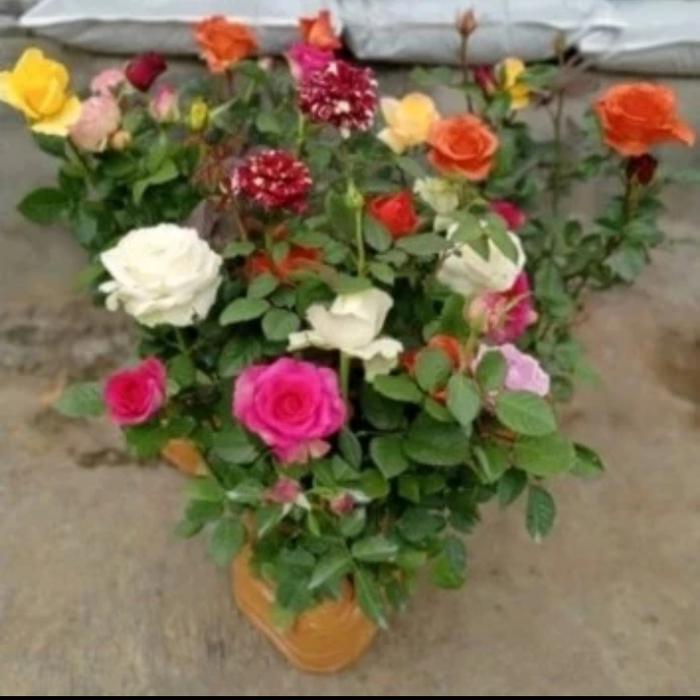 Jual tanaman hias bunga mawar hidup - Kab. Tangerang - syafa ...