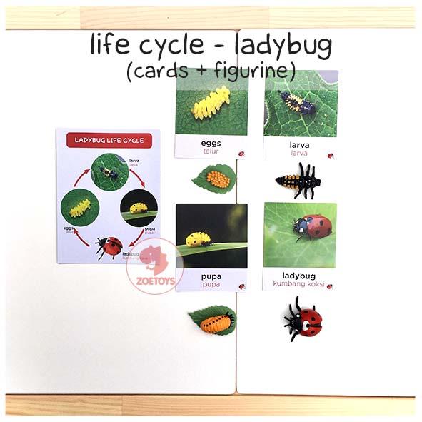 Jual Zoetoys Paket Hemat Montess : Life Cycle Figures + Cards | edutoys ...