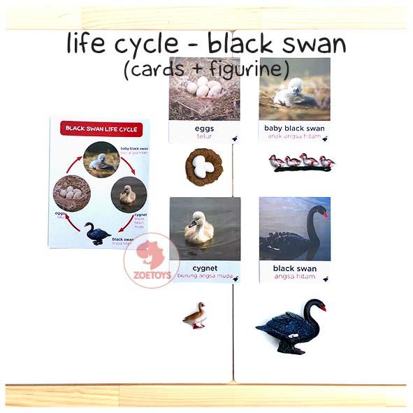 Jual Zoetoys Paket Hemat Montess : Life Cycle Figures + Cards | edutoys ...