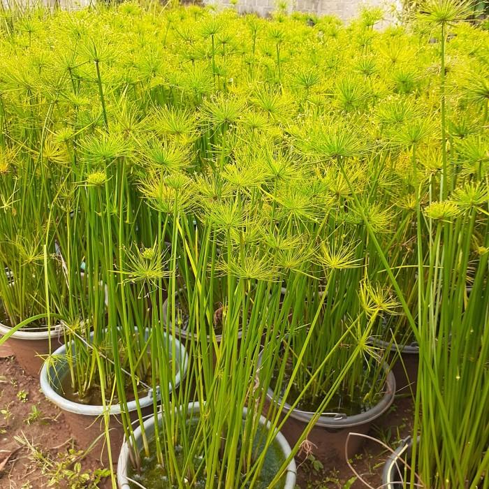 Jual Tanaman Air Papyrus Cyperus Cleopatra - Kota Batu - Rocketfield ...