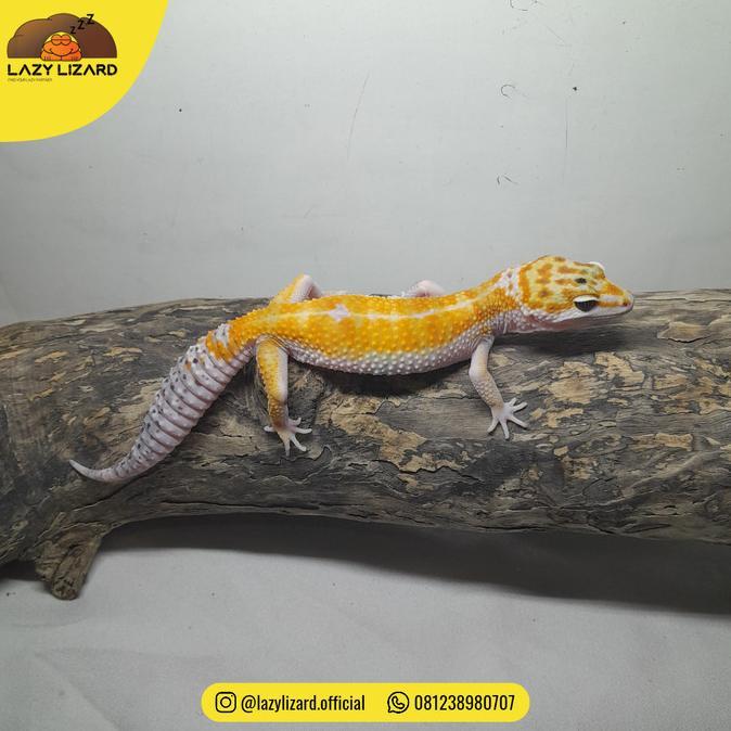 Jual Promo White and Yellow Leopard Gecko - C09.29 - Jakarta Barat ...