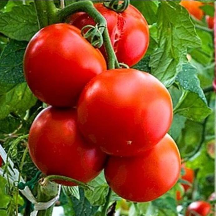 Jual Pohon tomat. tanaman tomat. tanaman buah. tanaman sayuran - Kab ...