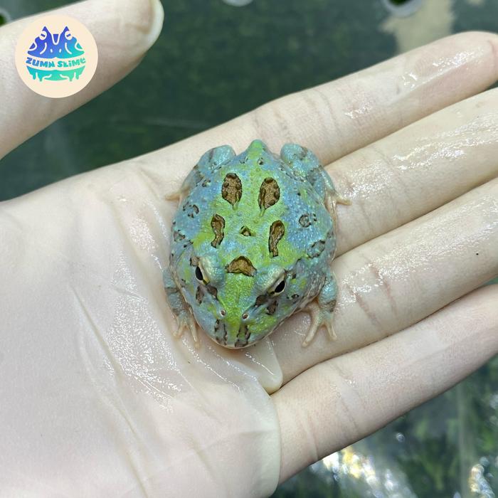 Jual pacman frog mutant chicken full black eye - Mutant 1 - Kota Bekasi ...