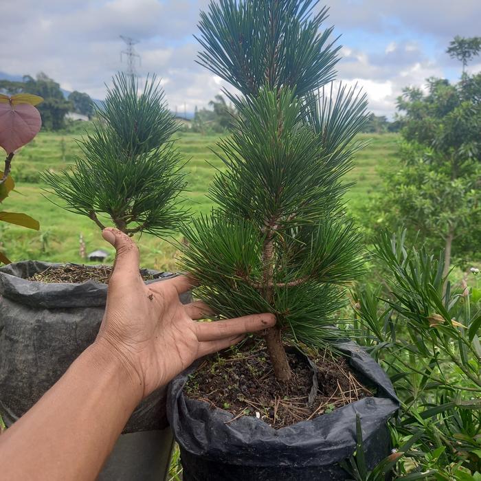 Pohon Pinus