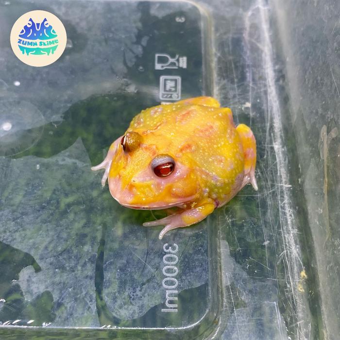 Jual pacman frog mutant chicken full black eye - Mutant 3 - Kota Bekasi ...