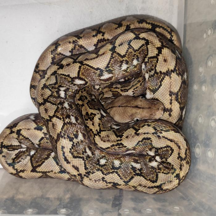 Jual retic super dwarf pure kalatoa - Kab. Cianjur - budi reptil lover ...