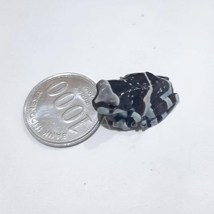 Jual Blue milk frog katak amazon milk frog no kodok dumpy pacman - 1-2 ...