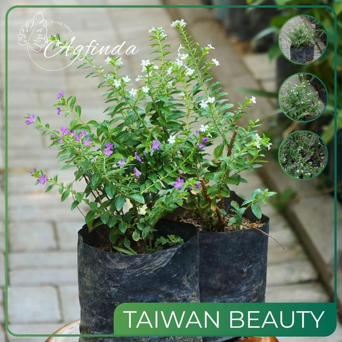 Jual Taiwan Beauty/False heather (Cuphea hyssopifolia) | Tanaman Indoor ...