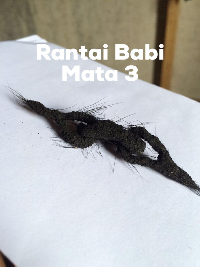 Jual Rantai Babi Mata 3 - Kab. Banjar - Pusaka Bahari Kalimantan ...