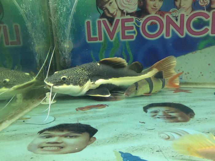 Jual Ikan Redtail Catfish (RTC) uk 27Cm++ - Jakarta Barat - RG_Toys ...