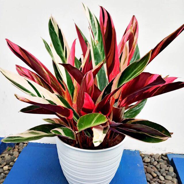 Jual bibit tanaman hias bunga calathea tricolor - Kota Batu ...