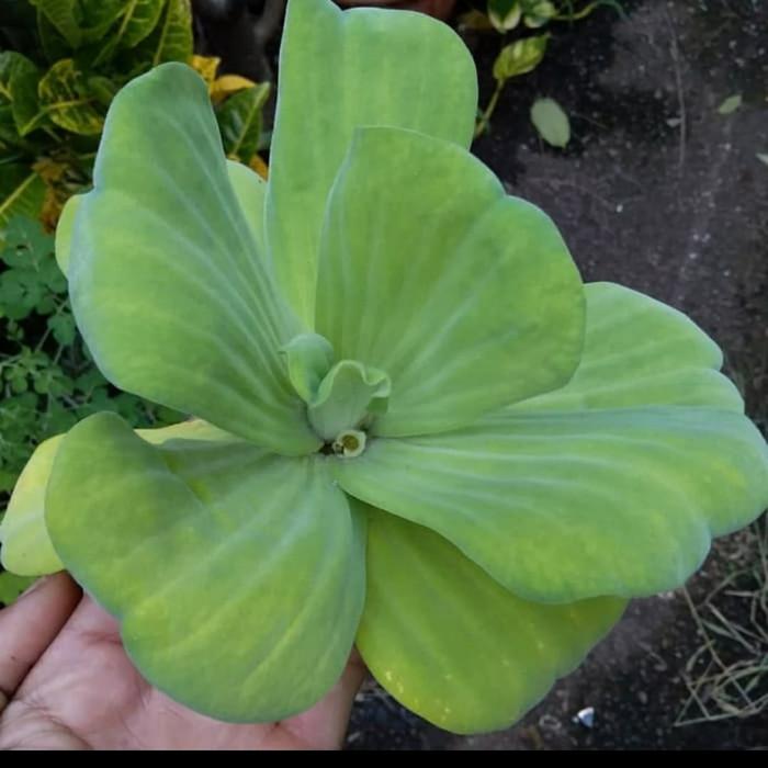 Jual daun tanaman enceng eceng gondok apu-apu murah aquascape aquarium ...