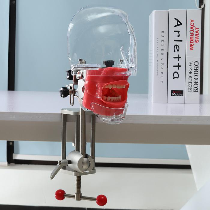Jual Dental Simulator Manikin Phantom Head Teeth Tooth Model Training ...