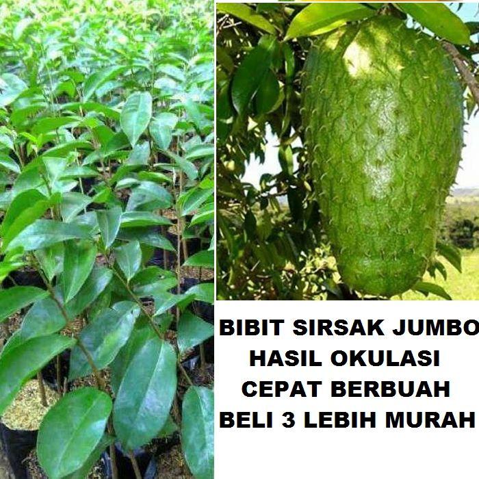 Pohon Sirsak
