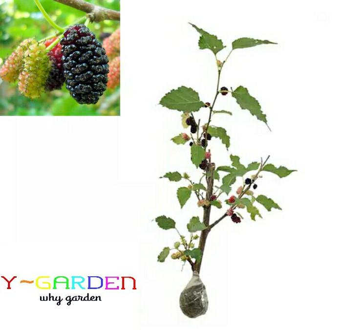 Jual Murbei / Mulberry / Besaran / Bibit Tanaman Hidup Pohon Buah Berry ...