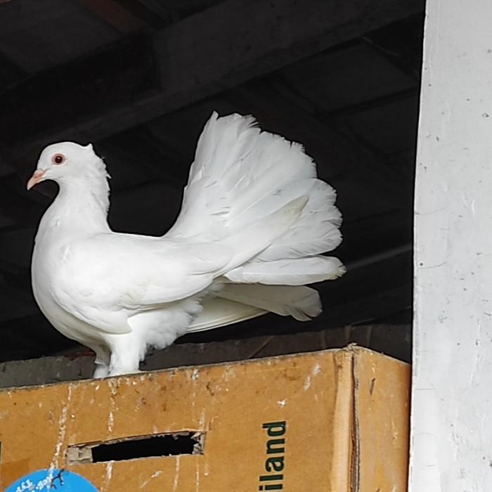 Burung Merpati Kipas