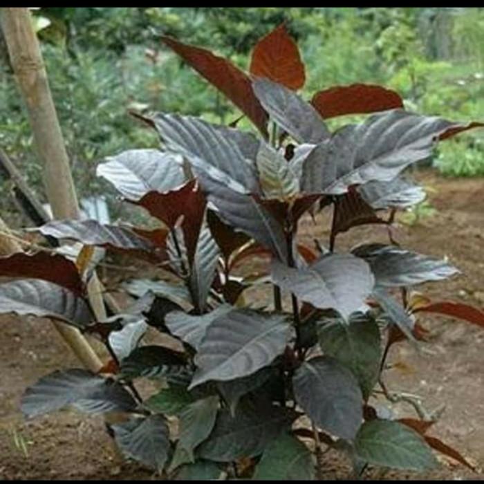 Jual Daun Handeuleum Sieum - Obat Penyakit Wasir / ambeien - Kota ...