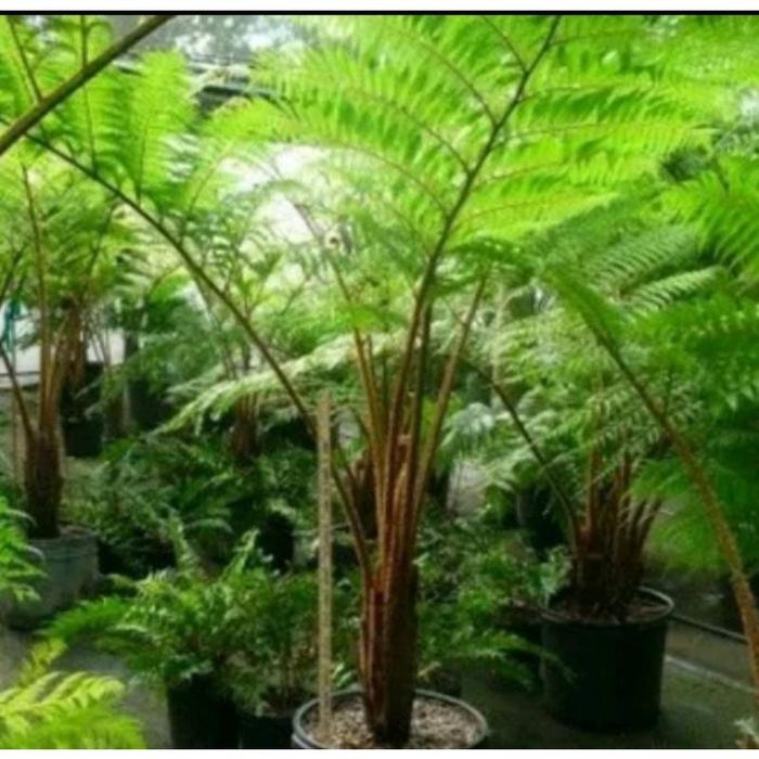 Jual Tanaman hias pohon pakis / bibit pakis hiasan taman 50CM COD ...