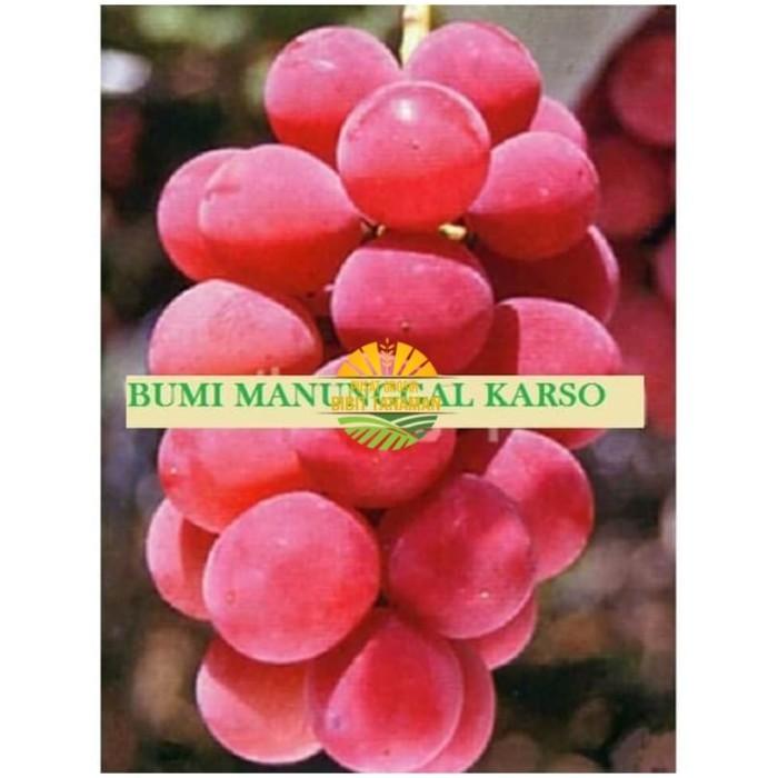 Buah Anggur Anggur Import Jenis Baikonur New Berbuah Banyak YouTube
