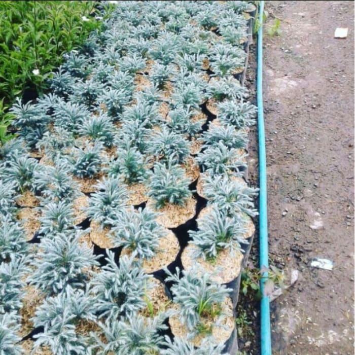Jual Tanaman Cemara Perak Biru/ Juniperus Squamata Blue Star piwryi ...