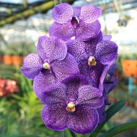 Jual Anggrek Vanda Jumbo Ungu Sunray x Gordon Dillon Black - Kab. Bogor ...