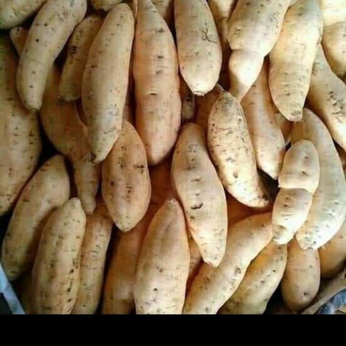 Jual Ubi Putih 500 gr - Jakarta Barat - Jangkau Sayur Jakarta Barat ...