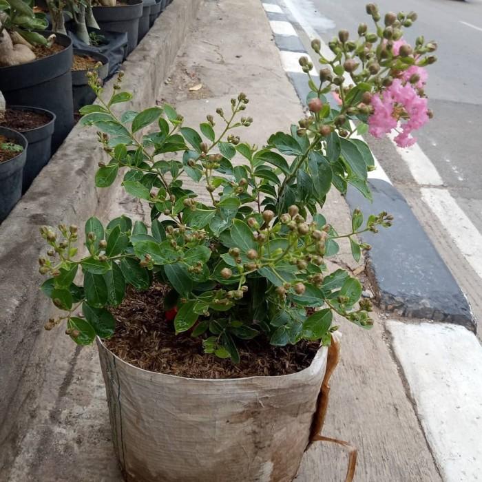 Jual TANAMAN BUNGA SAKURA - Kota Semarang - AGRO BIBIT SENTOSA | Tokopedia