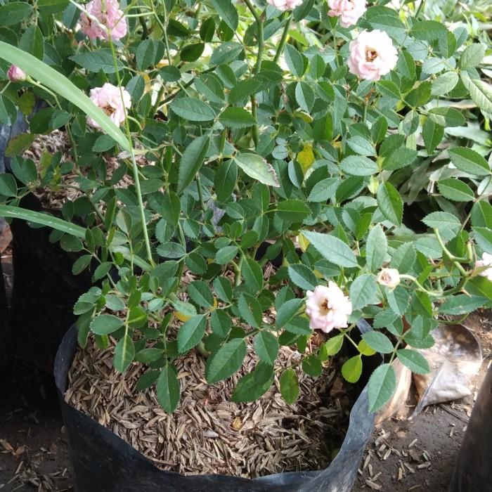 Jual Bibit Bunga Mawar Baby Rimbun - Kota Denpasar - Multi Agro Bibit ...