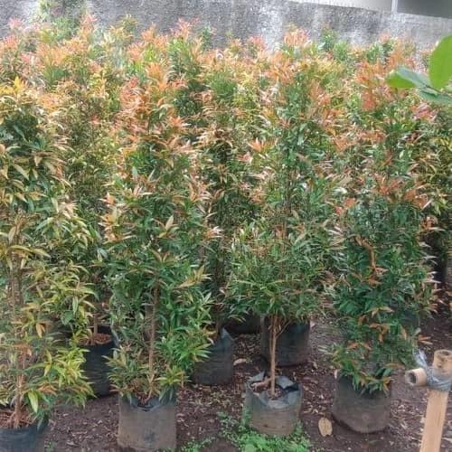 Jual Bibit Tanaman Hias Pucuk Merah Tinggi 1 Meter - Kab. Bekasi ...