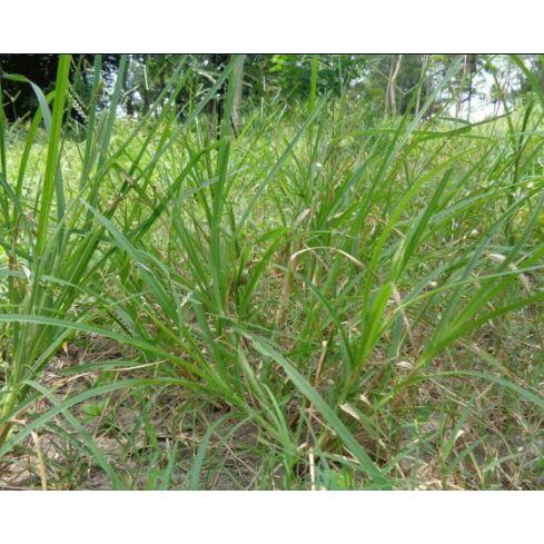 Jual Rumput Belulang Daun Jampang Eleusine indica 250 Gram Obat Herbal ...