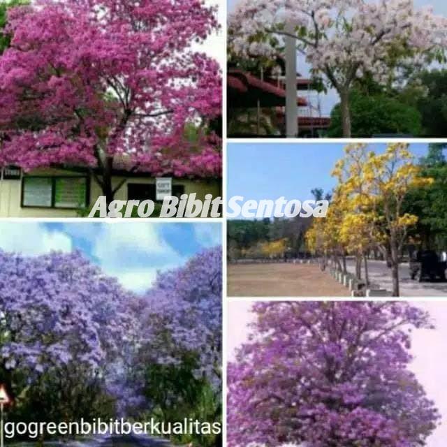 Jual 1 paket 5 Bibit bunga sakura tabebuya 5 warna - Kota Semarang ...