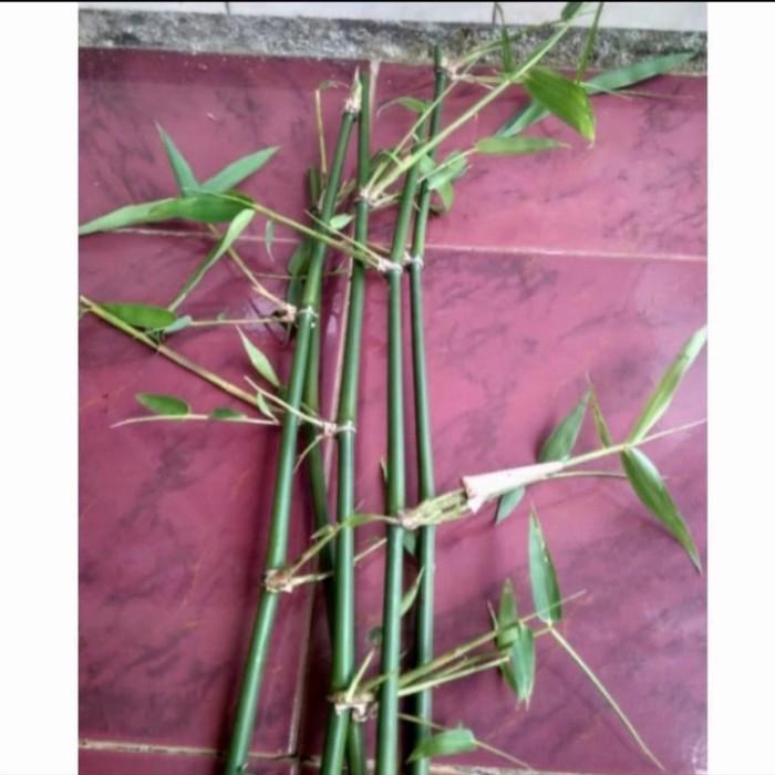 Jual bibit stek tanaman bambu Ampel hijau per batang 3 ruas - Jakarta ...
