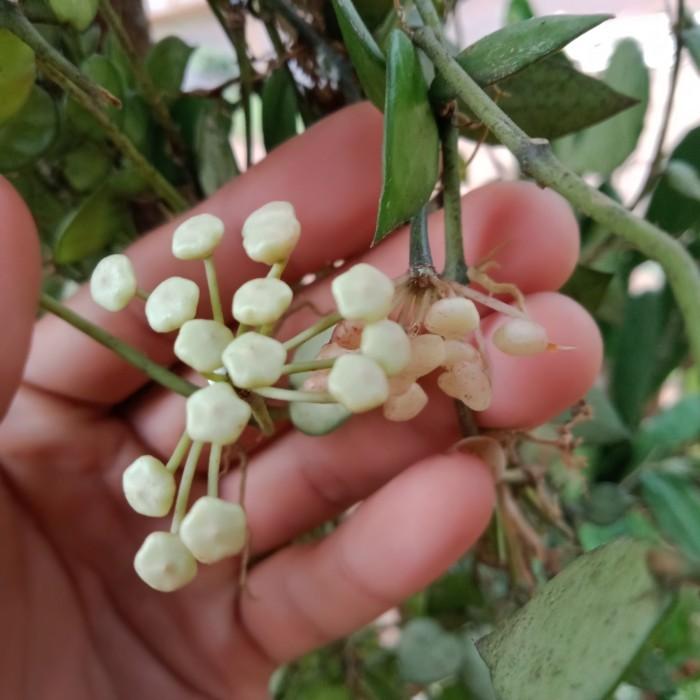 Jual daun bunga rambat kecil - Jakarta Pusat - Distributor kadaka ...