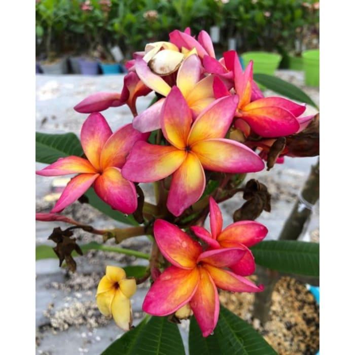Jual Plumeria Rubra/stek kamboja bunga rubra langka buwyye 4757jq ...