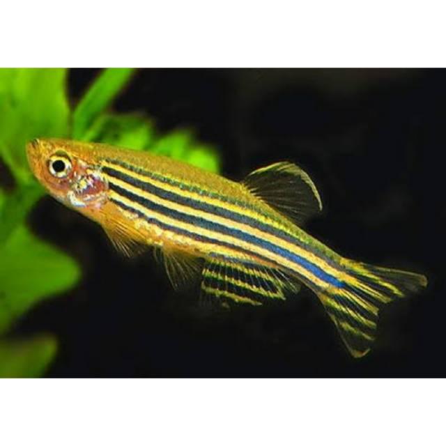 Jual Danio yellow slayer Size M - Ikan hias zebra danio - Kota Depok ...