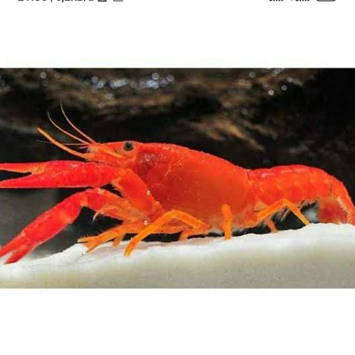Jual Udang Lobster merah aquarium - Kota Depok - Team Kutu | Tokopedia