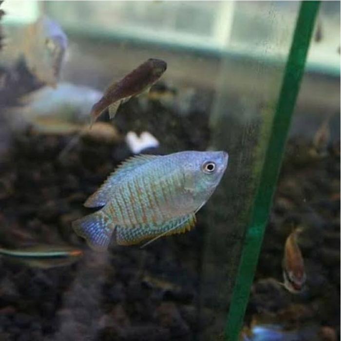 Jual sepat ralis - Ikan hias aquascape - Kota Depok - Team kutu | Tokopedia