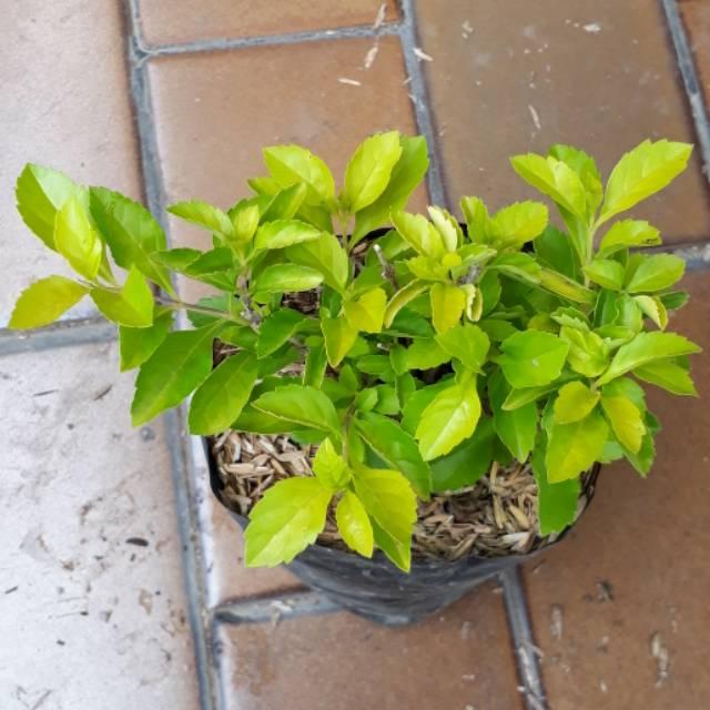 Jual Tanaman Hias Penitian Pangkas Kuning Pagar Hidup - bunga taman ...