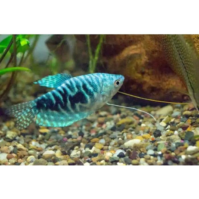 Jual Sepat Biru rosbi - Ikan hias Trichogaster trichopterus - Kota ...